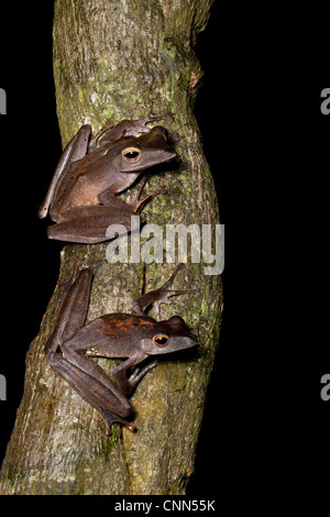 Collett's Treefrog (Polypedates colletti) adult, clinging to branch ...