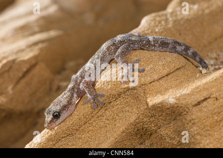 European Leaf-toed Gecko (Euleptes europaea) adult, herpetologist Stock ...