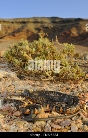 Hemerophis socotrae endemic Socotra snake reptile snake snakes reptile ...
