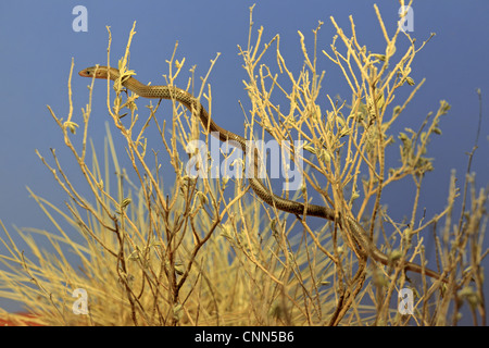 Spinifex Legless Lizard (Delma nasuta) adult, climbing amongst dry ...
