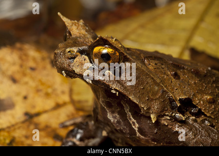 Kobayashi's Horned Frog (Megophrys kobayashii), Kinabalu National Park ...