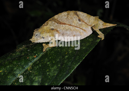 Boulenger's Pygmy Chameleon Rhampholeon boulengeri adult sleeping leaf ...
