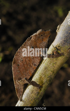 Boulenger's Pygmy Chameleon (Rhampholeon boulengeri) adult, on branch ...