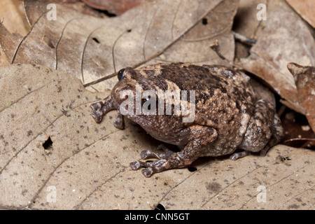 Smooth-fingered Narrow-mouthed Frog (Kaloula baleata), Kinabatangan ...