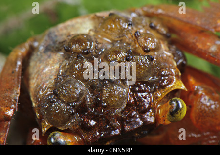 Mandarin Crab Geosesarma notophorum adult female young carapace Pulau ...