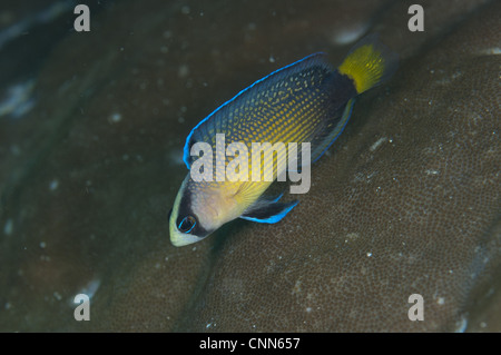 Splendid Dottyback Pseudochromis splendens adult sheltering sponge ...