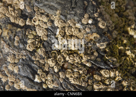 Semibalanus balanoides common widespread boreo-arctic species acorn ...