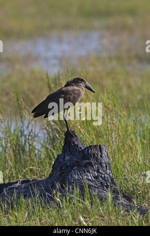 The Hamerkop Scopus umbretta also known as Hammerkop,Hammerkopf ...