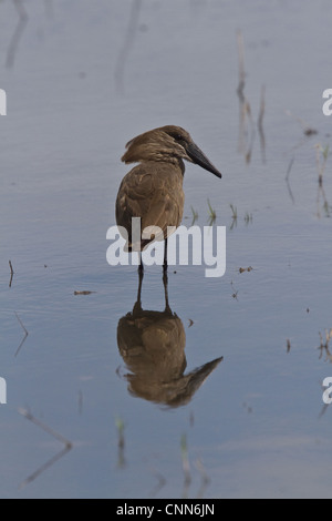 The Hamerkop Scopus umbretta also known as Hammerkop,Hammerkopf ...