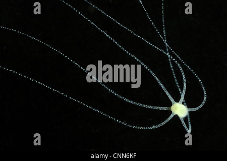 Hydra (Hydra viridis) with tentacles extended, Italy, june Stock Photo ...