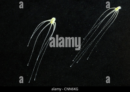 Hydra (Hydra viridis) with tentacles extended, Italy, june Stock Photo ...