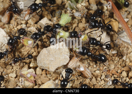 European Harvester Ant, Messor barbarus. Carrying timber to clean Stock ...