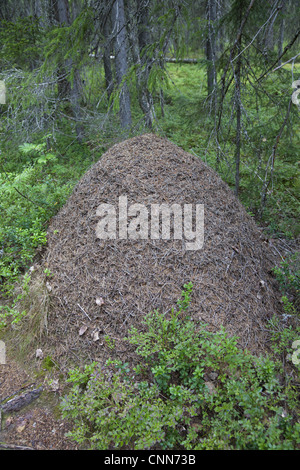 Southern Wood Ant (Formica rufa) adult workers, on surface of nest ...