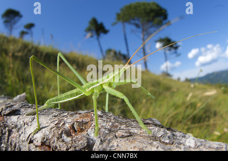 Insects Invertebrates Saga pedo invertebrate invertebrates animal ...