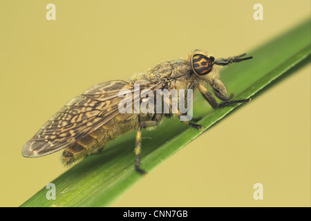 Notch horned cleg Haematopota pluvialis Tabanidae a horse fly biting ...