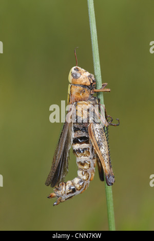 Grasshopper infected with fungus Stock Photo: 132755478 - Alamy