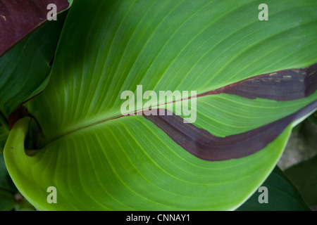 Canna cleopatra chimera close up leaf detail Stock Photo - Alamy