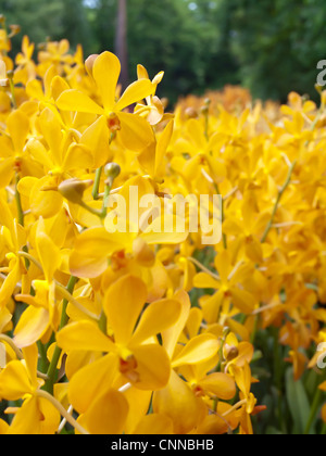 A yellow orchid blooming in the garden Stock Photo - Alamy