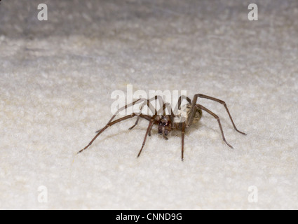 Cardinal spider, Tegenaria parietina, in front of white background ...