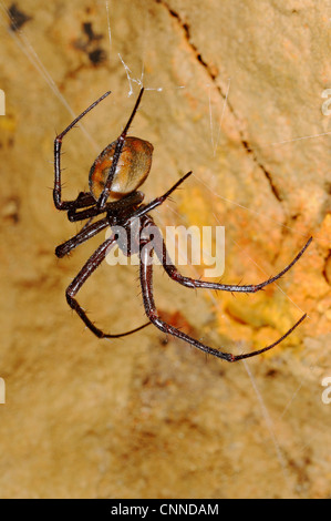 Cave Spider (Meta bourneti) adult, with cocoon in cave, Italy, july ...