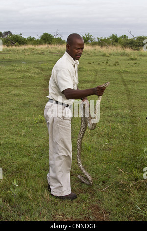 Holding an African Rock Python - Okavango Delta Stock Photo - Alamy