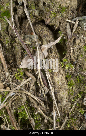 Purse-web Spider (Atypus sp.) adult, Italy Stock Photo - Alamy
