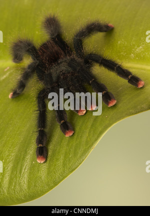 Common Pinktoe Tarantula (Avicularia avicularia) adult, close-up of ...