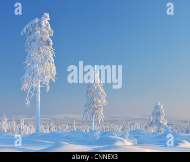 Nice winter landscape with trees snow and sun Stock Photo - Alamy