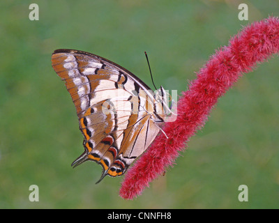 Tailed emperor butterfly, Polyura sempronius, on red torch ginger Stock ...