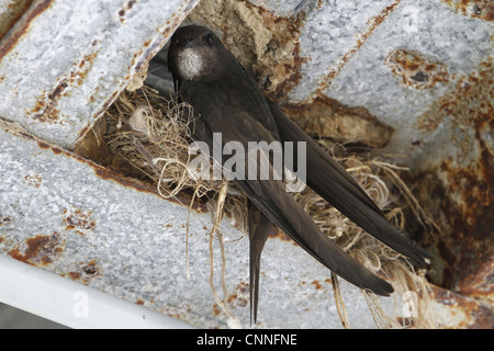 Swift nesting in a building. The nest is used for making bird nest ...