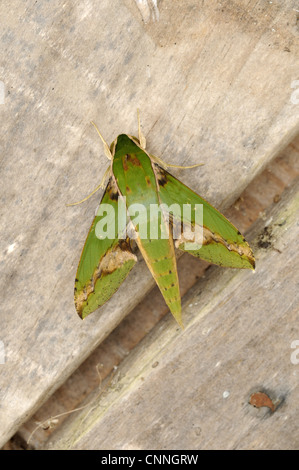 Verdant Hawkmoth (Xylophanes chiron) adult, resting on leaf, Trinidad ...