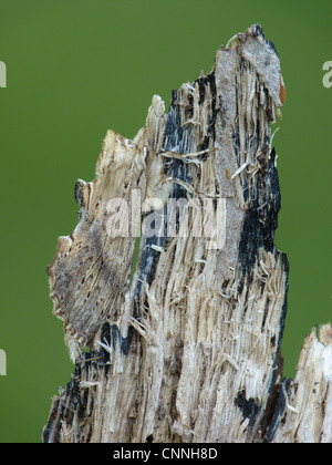 Pale Prominent (Pterostoma palpina) moth on English Plantain (Plantago ...