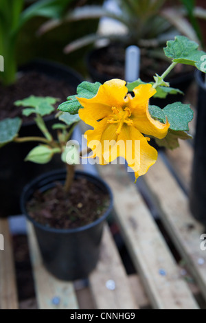 Close up of California Flannelbush (Fremontodendron californicum ...