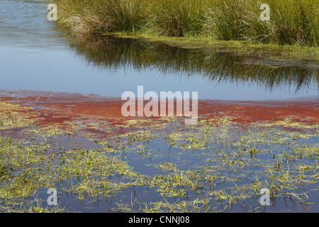 Red Cyanobacteria forming a scum on a pool in a freshwater marsh Stock ...