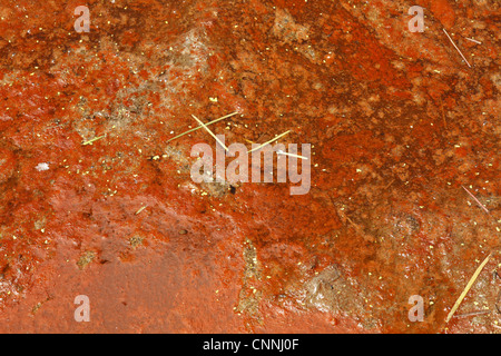 Red Cyanobacteria forming a scum on a pool in a freshwater marsh Stock ...