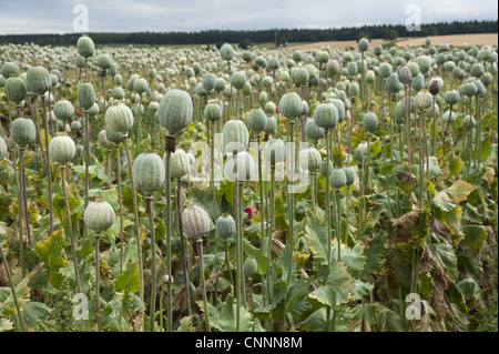 Opium Poppy (Papaver somniferum) crop, flowers and seedpods in field ...