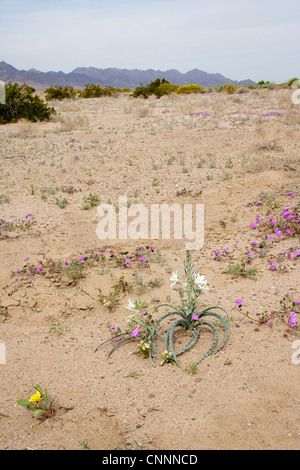 Ajo Lily Hesperocallis undulata Tacna, Arizona, United States 6 March ...