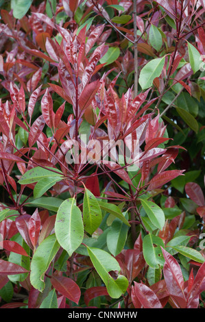 Photinia 'red robin' with young red leaves in springtime Stock Photo ...