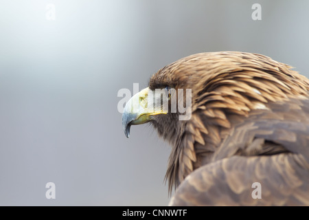 Golden Eagle Portrait Stock Photo - Alamy
