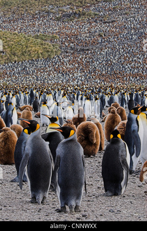 King Penguin (Aptenodytes patagonicus) rookery in St. Andrews Bay ...