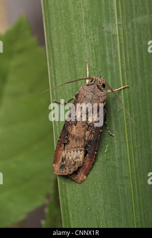 Dark sword-grass moth (Agrotis ipsilon) profile, Wiltshire, UK August ...