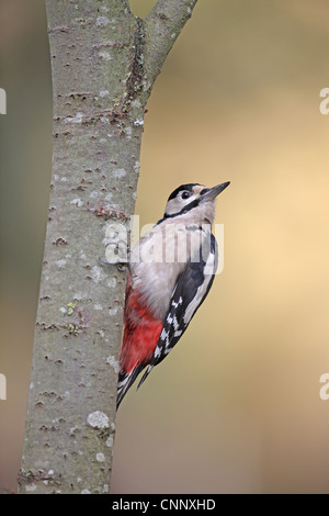 Great spotted woodpecker Dendrocopus major, adult male feeding juvenile ...
