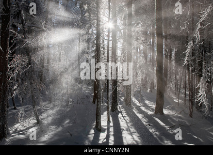 Snowy forest with shining sun Stock Photo - Alamy