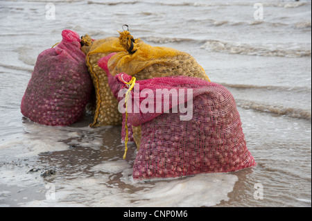 Bags harvested cockles after picking cockle beds Foulnaze Bank between ...