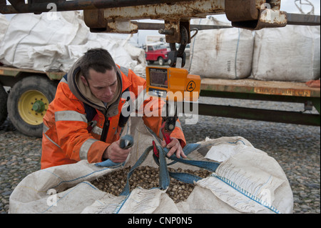 Licensed cockle pickers unloading weighing cockles after picking cockle ...