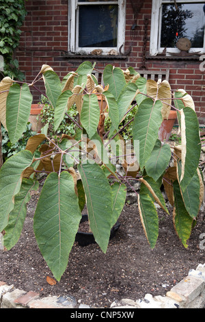 Schefflera macrophylla Plant detail - Botanical Photographs Stock Photo ...