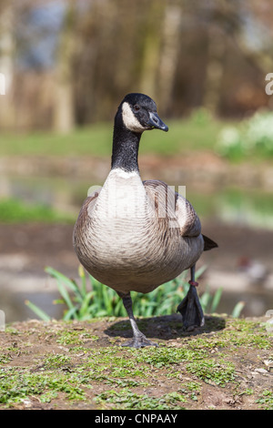 Richardsons Canada goose, Branta hutchinsii hutchinsii, single bird by ...