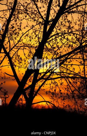 Maple tree budding in the spring, closeup Stock Photo - Alamy