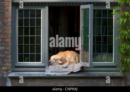 Fidel the golden labrador dog at his window in Bruges, Belgium Stock ...