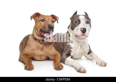 mixed breed stafford and American Staff in front of a white background ...
